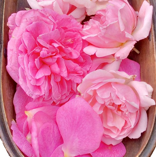 Cooking with rose petals – make your own rosewater, rose petal syrup ...