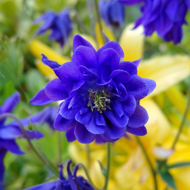 Blue June | My Virtually Free-from Kitchen