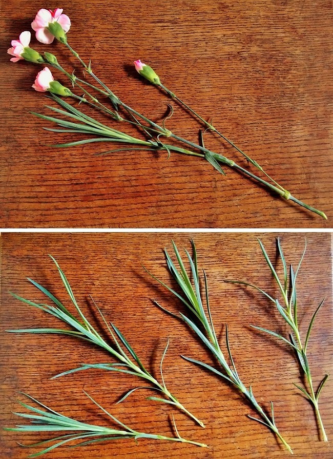 Carnation | My Virtually Free-from Kitchen