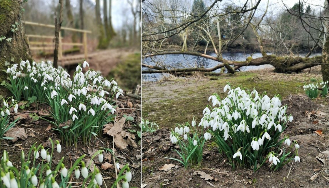 Late winter/early spring | My Virtually Free-from Kitchen