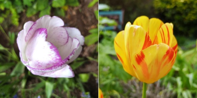 The merry month of May | My Virtually Free-from Kitchen