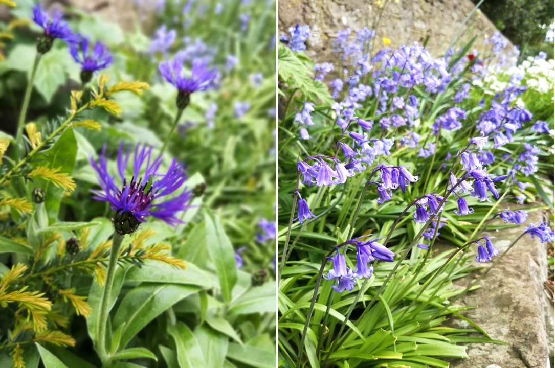 Mountain_Cornflower_and_Bluebell_border_May_2023 | My Virtually Free ...