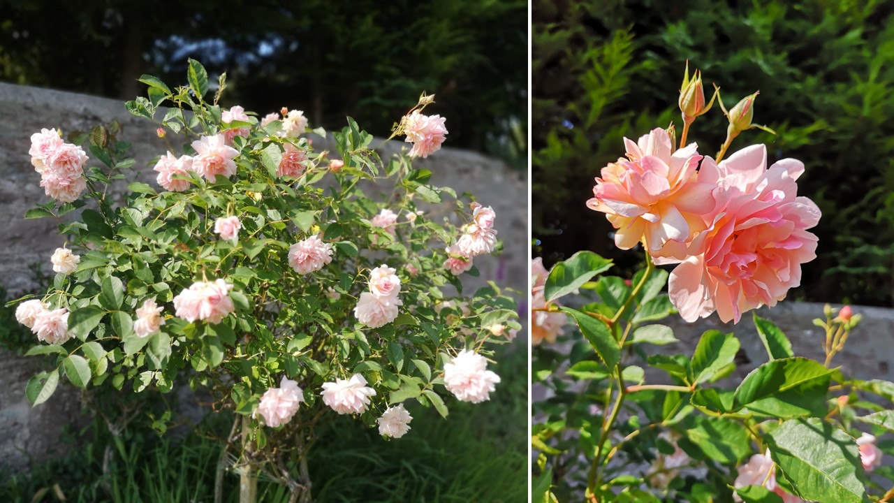 A look back at June in the garden | My Virtually Free-from Kitchen