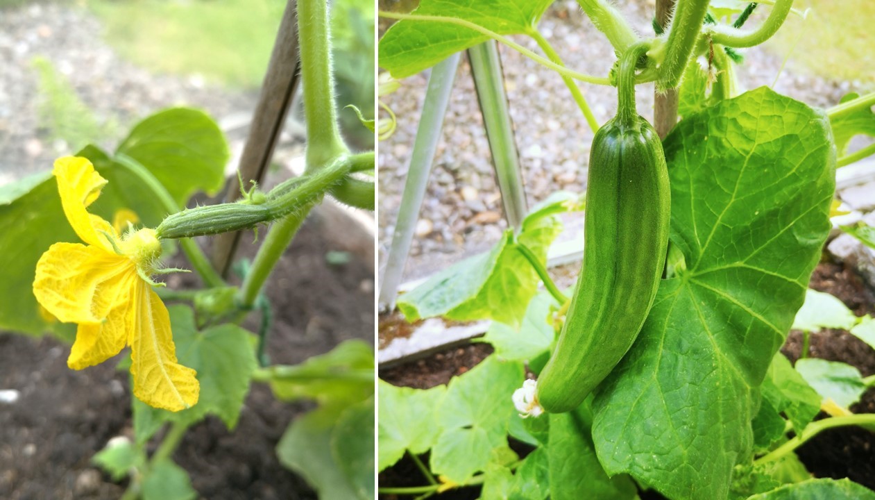Mini_cucumber_June_2023 | My Virtually Free-from Kitchen