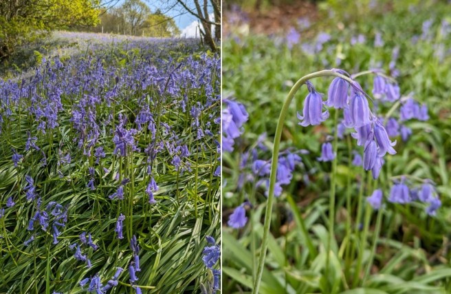 Woodland bluebells and May wild flowers | My Virtually Free-from Kitchen